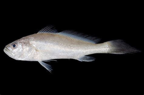 Sciaenidae Sciaenidae