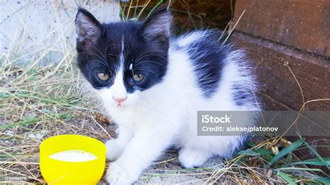 검은 색과 흰색 색상 귀여운 고양이 먹고 새끼 고양이 클로즈업 무성한 고양이는 음식이 거리에서 아침 식사 새끼 고양이 거리에 대한 스톡 사진 및 기타 이미지 Istock
