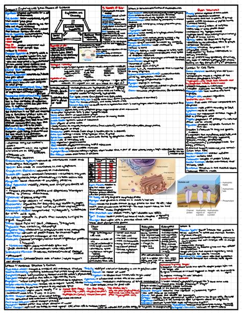 Exam 1 Cheat Sheet Lesson Exploring Life The Process Of Science