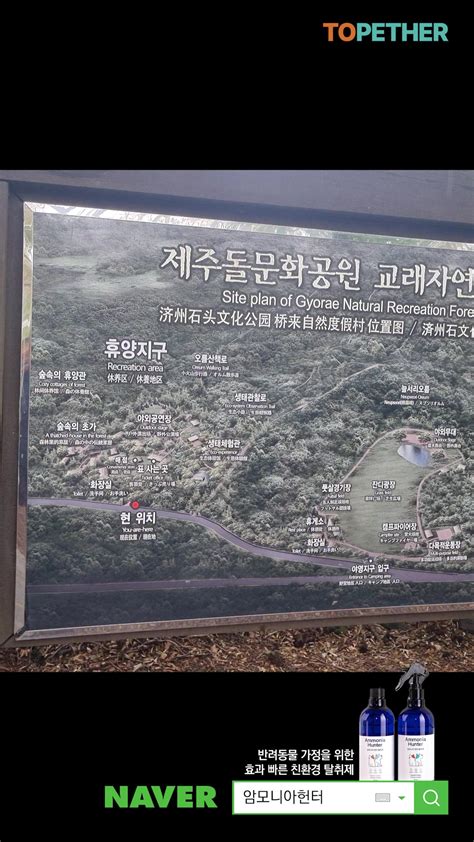 제주여행 제주돌문화공원 교래자연휴양림 암모니아 헌터 동창들과 함께 해서 더 즐거운 시간을 보냈습니다 녹음이 진해지는 오늘