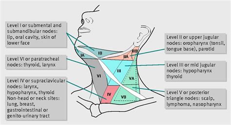 Cervical Lymph Nodes Zones
