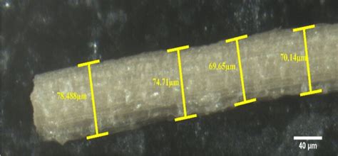 Microscopic Image Of Diameter Variation Along Length Of Mw Fiber