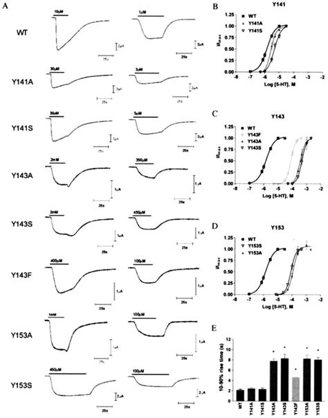 A Typical Response Waveforms To 5 Ht At Approximately I Max And Ec 50 Download Scientific