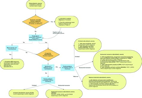 Diagnostic Algorithm For Sideroblastic Anemia Download Scientific