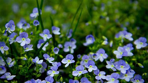 How To Deadhead Veronica A Step By Step Guide To Keep Your Plants Thriving