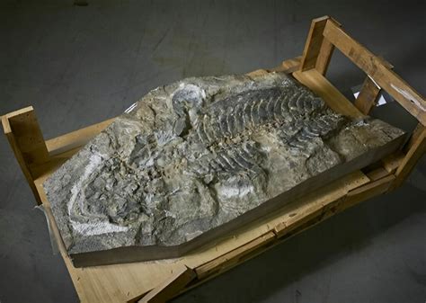 240 Million Year Old Fossil Of A New Species Of Extinct Giant Amphibian