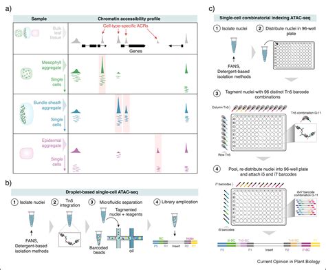 文献荐读 单细胞顺式调控元件分析 知乎