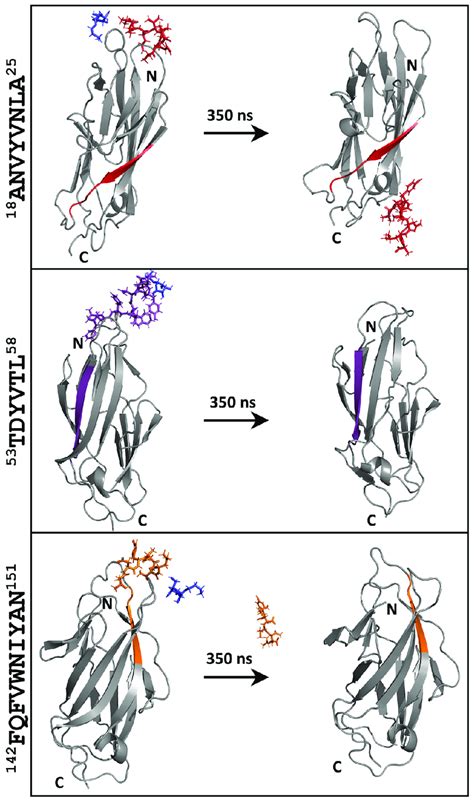 Md Simulations Of Lectin Domain Deg Peptide Analogue Complexes In All