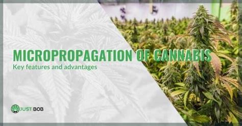Cannabis Micropropagation Characteristics And Advantages
