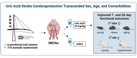 Uric Acid Stroke Cerebroprotection Transcended Sex Age And