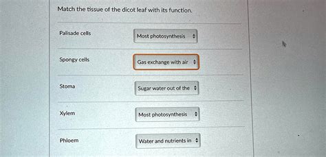 Match The Tissue Of The Dicot Leaf With Its Function Palisade Cells