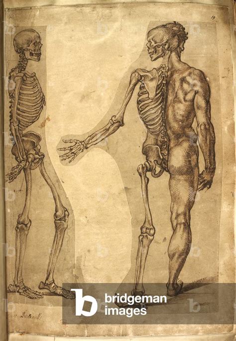 Half Skeleton Half Human Drawing