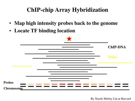 Ppt Special Topics In Genomics Chip Chip And Tiling Arrays Powerpoint Ppt Special Topics In Genomics Chip Chip And Tiling Arrays Powerpoint