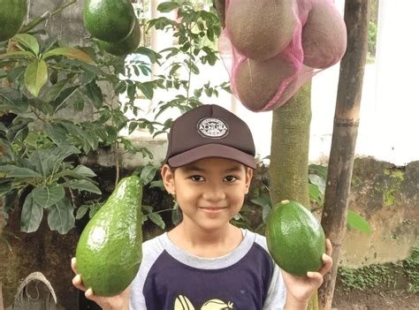 Avokad Dasan Agung Dan Cendana 1 Berdaging Tebal Dan Gurih Trubus