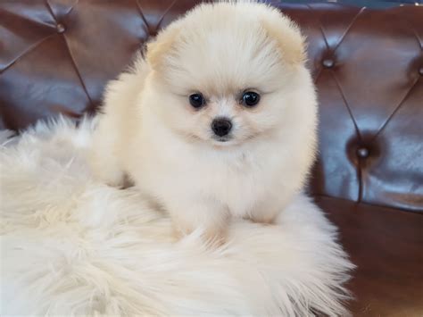 폼피츠 공주님399000원 브리티쉬숏헤어분양 토이푸들분양 애완견분양 폼피츠분양 유기묘무료분양 말티푸분양 강남고양이분양 말티즈분양 강아지무료분양 고양이무료분양