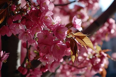 Premium Photo Pretty Spring Cherry Blossoms