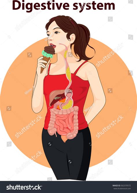Vector Illustration Digestive System Anatomy Stock Vector Royalty Free