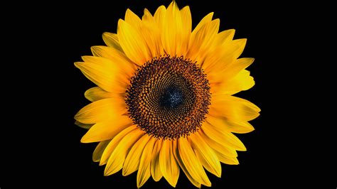 Yellow And Black Flower Hd Wallpaper Best Flower Site