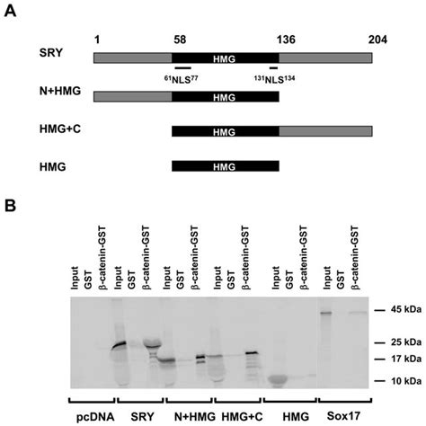 Sry Inhibition Of Wntβ Catenin Pathway During Sex Determination Model Download Scientific