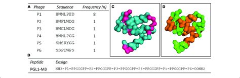 Peptide Sequences Derived From A Random Peptide Phage Display Pd