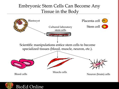 40 Stem Cell Presentation Ppt