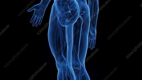 Animation Of A Nerve Scan Stock Video Clip K0122076 Science