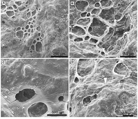 Biogenic Structures In The Phosphatic Nodules A C D Phosphatic Download Scientific Diagram