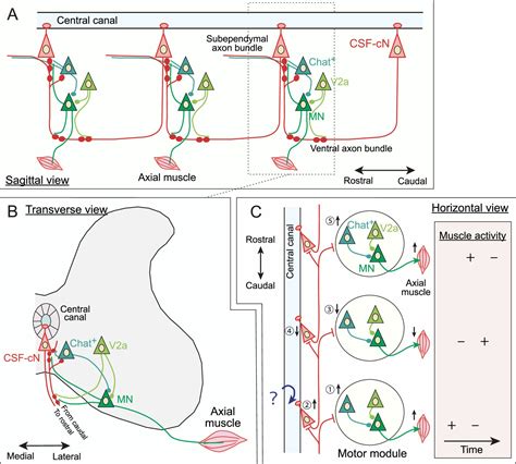 Figures And Data In Cerebrospinal Fluid Contacting Neuron Tracing