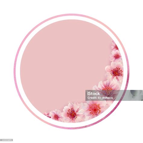 흰색에 고립 된 색 배경과 벚꽃 꽃이있는 둥근 프레임 봄에 피는 벚꽃은 하나미 축제를 위해 꽃을 피웁니다 분홍색 라일락 보라색 꽃잎의 섬세한 음영 수채화 템플릿 0명에 대한