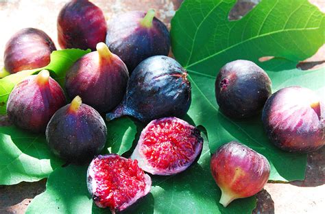 Инжир это не фрукт не овощ и не ягода что же это тогда ПлодоВито Дзен