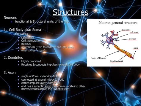Nervous System Ch Ppt Download