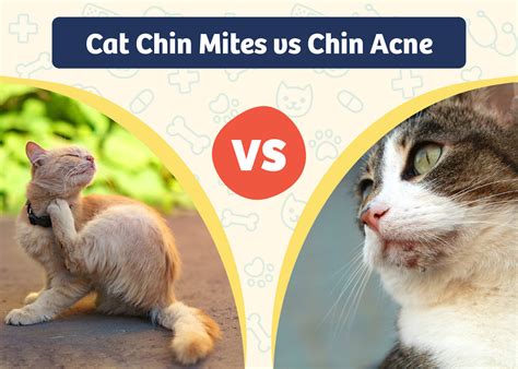 Cat Chin Mites Vs Chin Acne How Do I Tell The Difference Our Vet