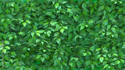 Hedge Leaf Texture Loop Tile This Natural Hedge 3d Animation Of Leaves Is Loopable And Tileable