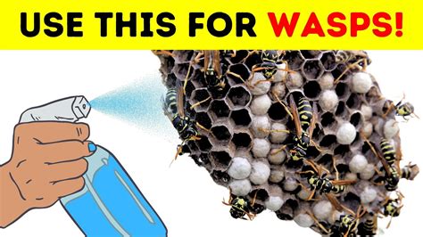 How To Get Rid Of Wasp Nest At Home Diy Methods Revealed Youtube