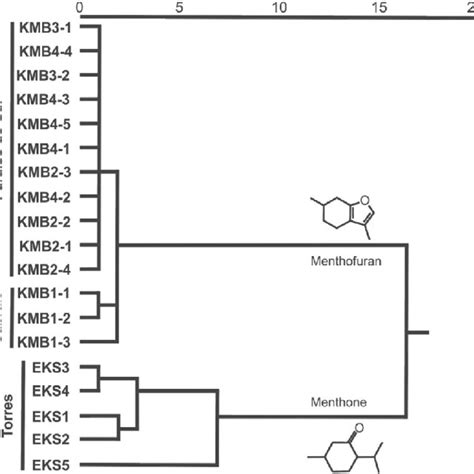 Dendrogram Of Hierarchical Cluster Analysis Of Cunila Fasciculata