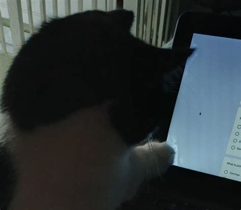 Kitty Is Fascinated With The Mouse On My Screen Das A Kirby Blog On Tumblr