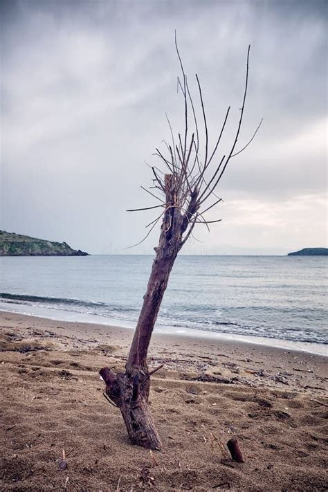 Dry Tree Trunk On The Beach Stock Photo Image Of Landscape Peaceful