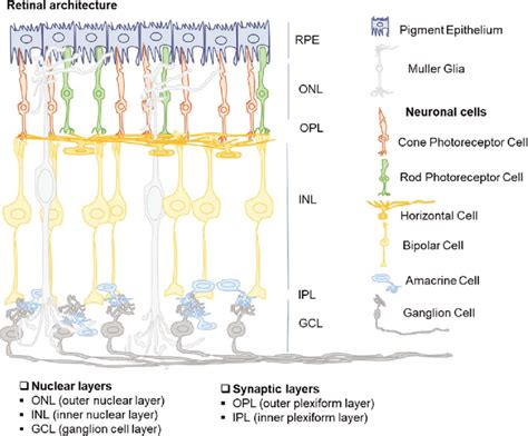 A Diagrammatic Representation Of Retinal Architecture The Innermost Download Scientific