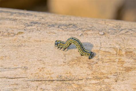 Inchworm Stock Image Image Of Lepidoptera Natural 242658671