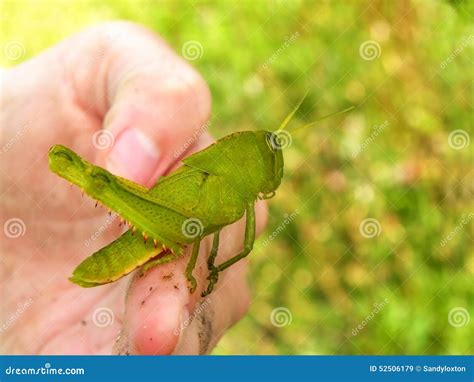 Green Grasshopper 1 Stock Image Image Of African South 52506179