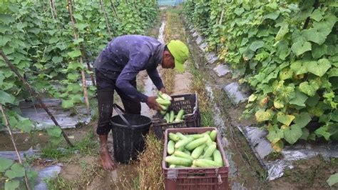 ব্রাহ্মণবাড়িয়ায় সবজির দামে খুশি কৃষক জাতীয়