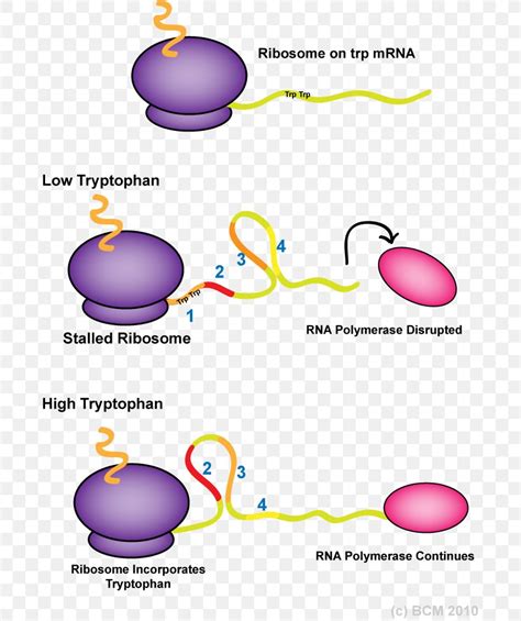 Trp Operon Attenuator Rna Polymerase Stem Loop Png 687x979px Trp