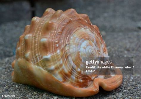 Concrete Shells Photos And Premium High Res Pictures Getty Images