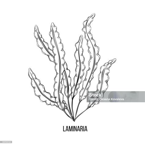 Alga Diatur Laminaria Alga Hijau Dan Merah Yang Dapat Dimakan Sketsa Hitam Dan Multiwarna Dengan