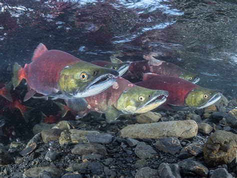 The Chilkat River — Chilkat Forever