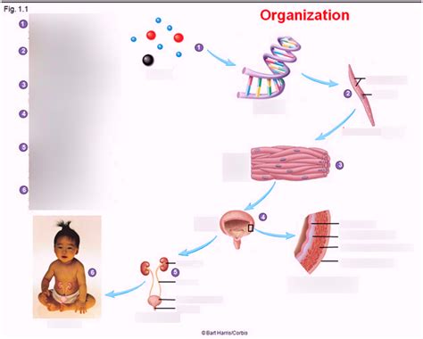 Anatomy Ch 1 Figure 1 1 Diagram Quizlet