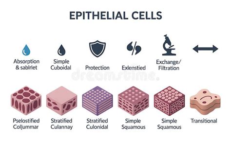 Types Of Epithelial Cells Diagram