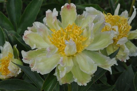 Пион Green Lotus-Пион Грин Лотус | sadko.by | Растения, Пионы ...