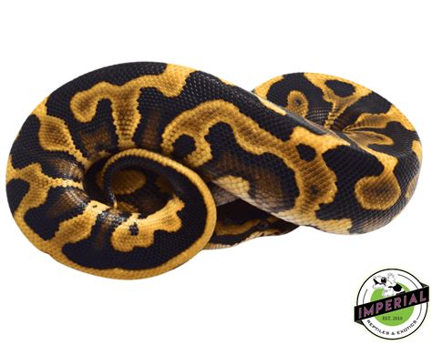Mojave Leopard Ball Python For Sale Imperial Reptiles Imperial