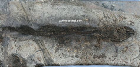 Xenacanthus Fossil Wiki Fandom Powered By Wikia